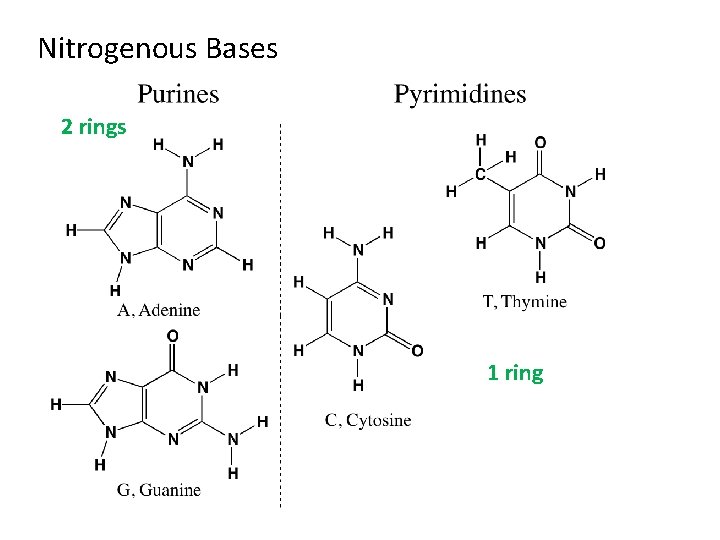 The Nucleus and DNA RecallCell Theory The cell