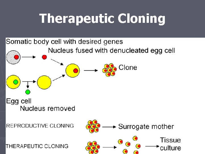CloningStem Cell Biology and Clinical Applications Dr Qasim