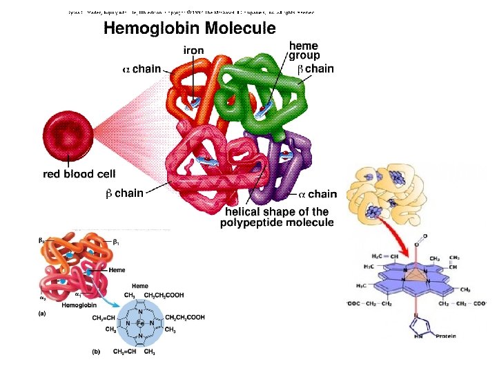 the condition that distinguishes organisms from inorganic objects