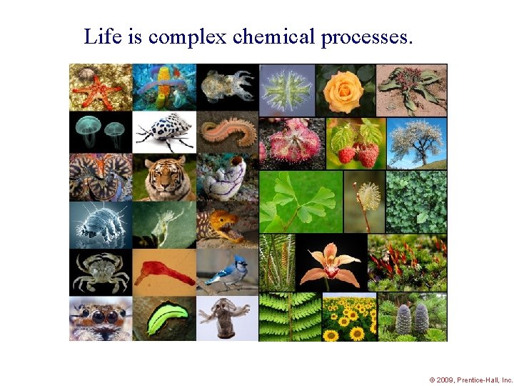 the condition that distinguishes organisms from inorganic objects