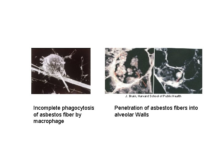 Structures of Racism Causal Theories Scientific Controversy and