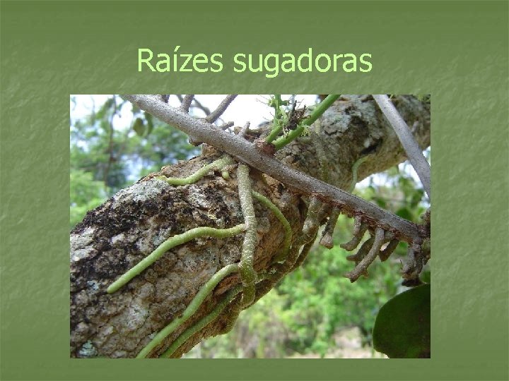 BOT NICA ORGANOLOGIA VEGETAL RAZ Morfologia da raz