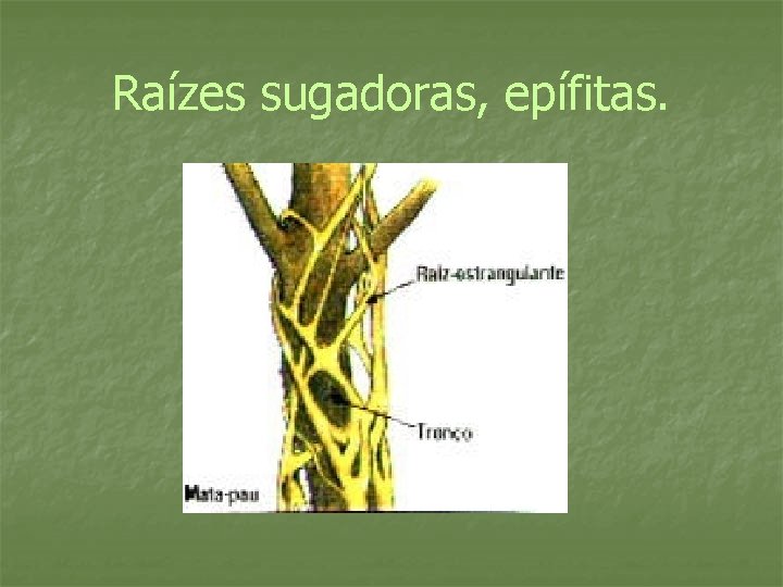 BOT NICA ORGANOLOGIA VEGETAL RAZ Morfologia da raz