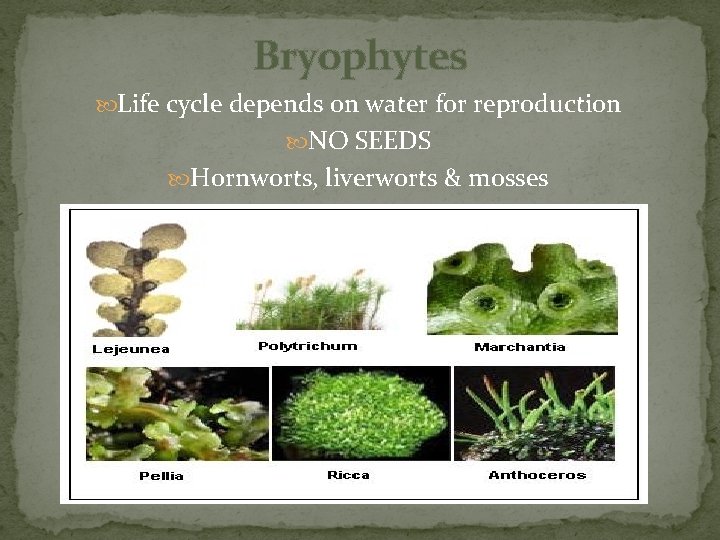 Plant Book of Notes 3 Major Characteristics of