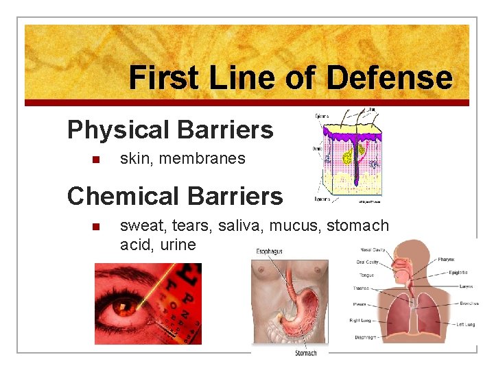 Immune System Immune System A body system to