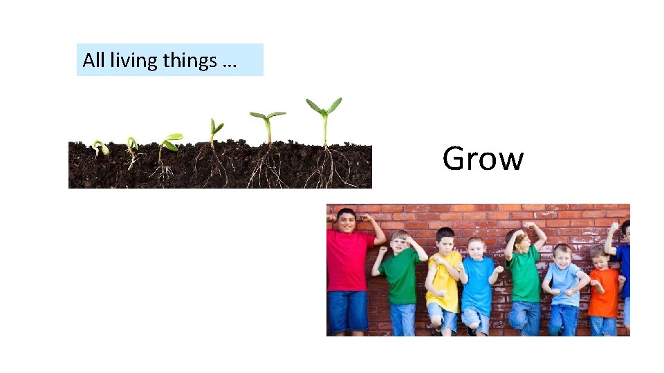 Science Year 3 Plants Block 3 P Roots