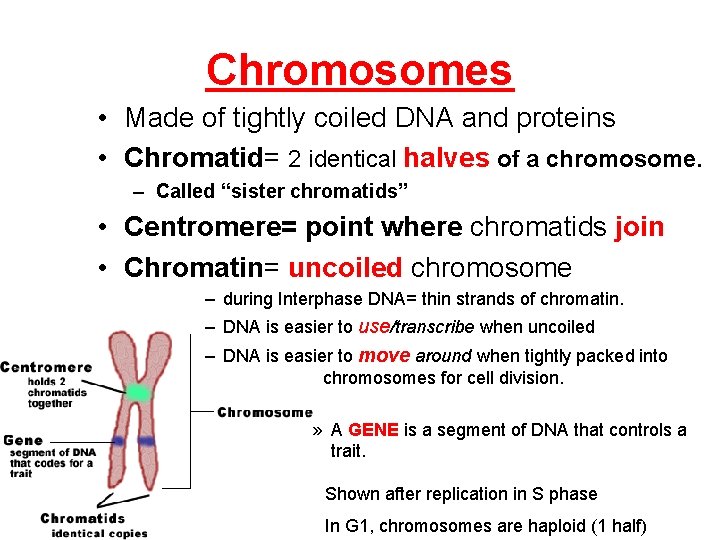 Mitosis and the Cell Cycle Chromosomes Made of