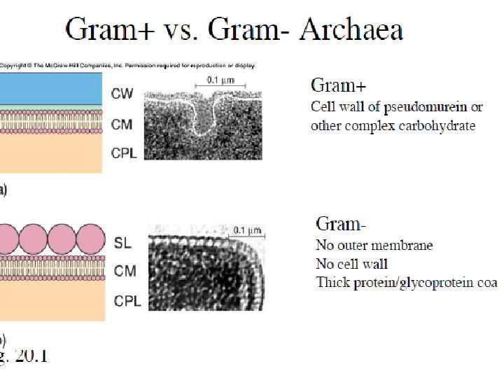 The Domain Archaea ancient bacteria Some of the