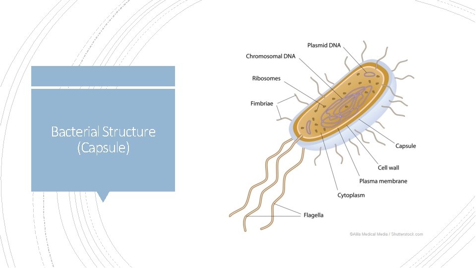 Bacterial Structure Lab 3 Rana Alqusumi Cell wall