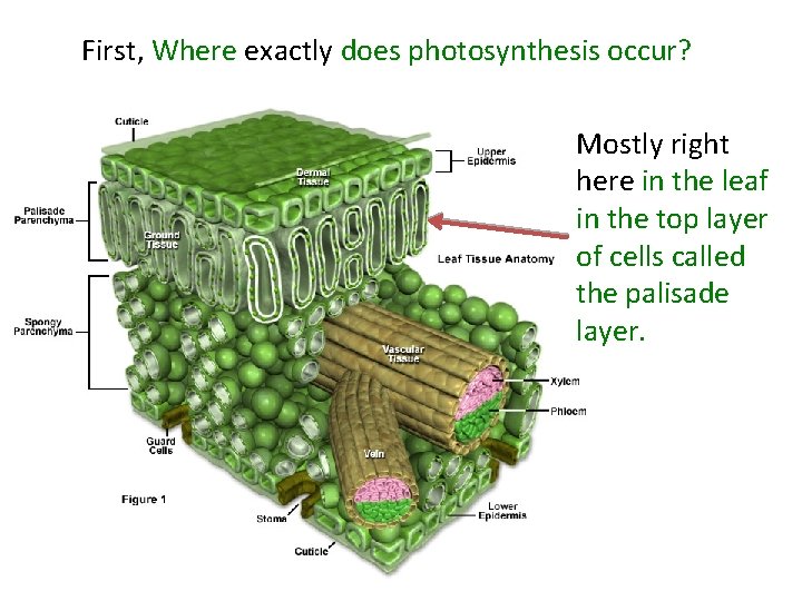 Photosynthesis Respiration 1 Photosynthesis What is Photosynthesis Youve