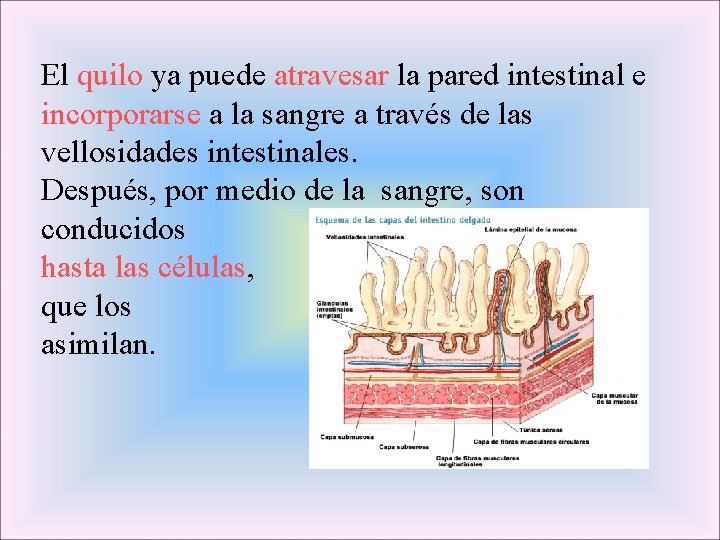 Sistema Digestivo El cuerpo humano desarrolla diariamente una