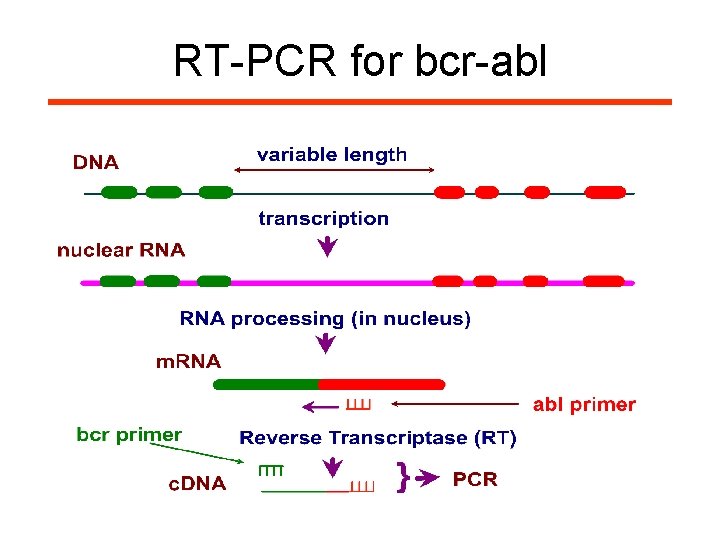 Molecular biology techniques Bartosz Brzezicha In a microtube