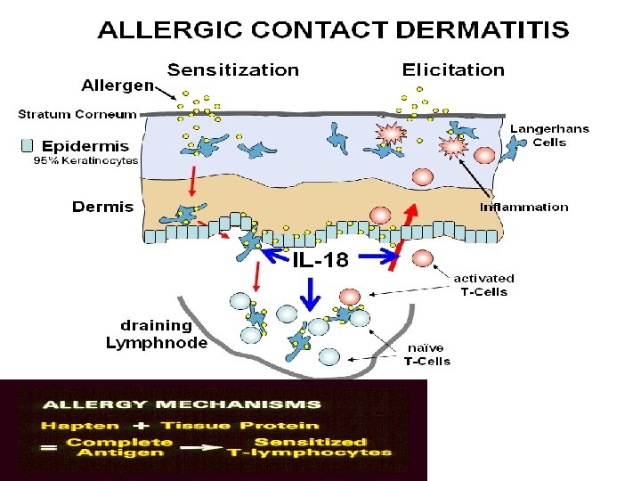 SKIN SENSITIZATION AND SENSITIVITY TESTING SUBSTANCES THAT INDUCE