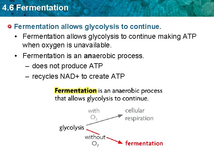4 6 Fermentation Bell Work Complete sentences for