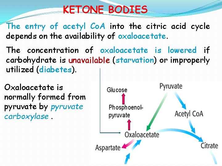 Metabolic Pathways for Lipids Ketogenesis and Ketone Bodies