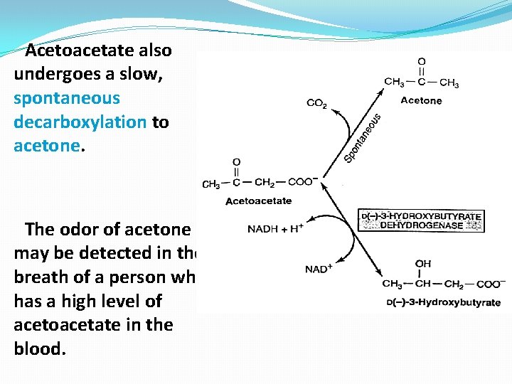 Metabolic Pathways for Lipids Ketogenesis and Ketone Bodies
