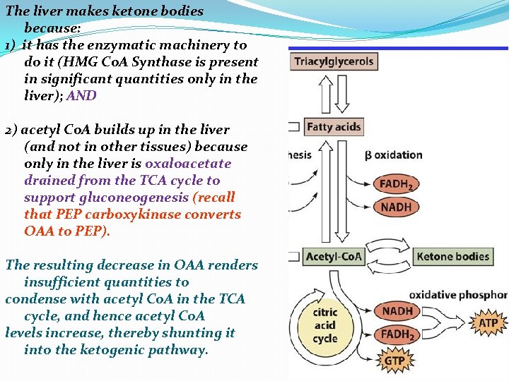 Metabolic Pathways for Lipids Ketogenesis and Ketone Bodies