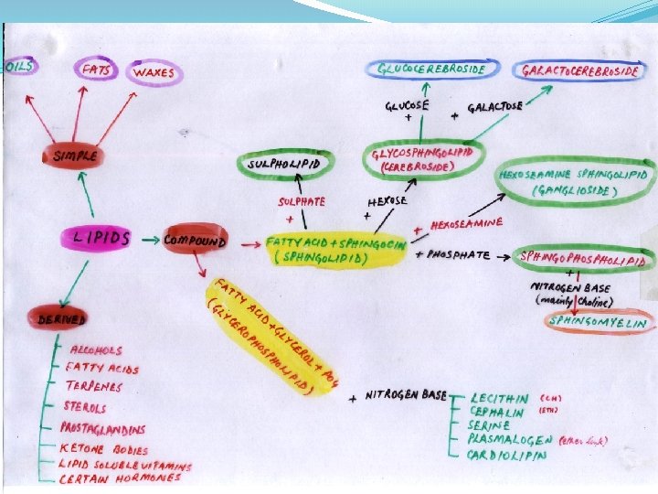 Metabolic Pathways for Lipids Ketogenesis and Ketone Bodies
