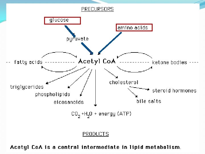 Metabolic Pathways for Lipids Ketogenesis and Ketone Bodies