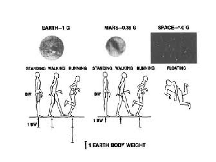 KEBUTUHAN AKTIVITAS DAN LATIHAN MTU Kebutuhan Mekanika Tubuh