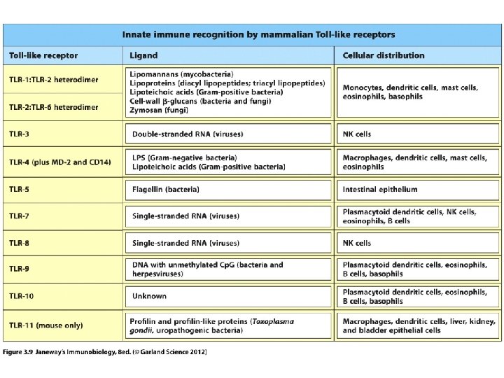 Immunology Biol 465 Minot State University Spring 2020