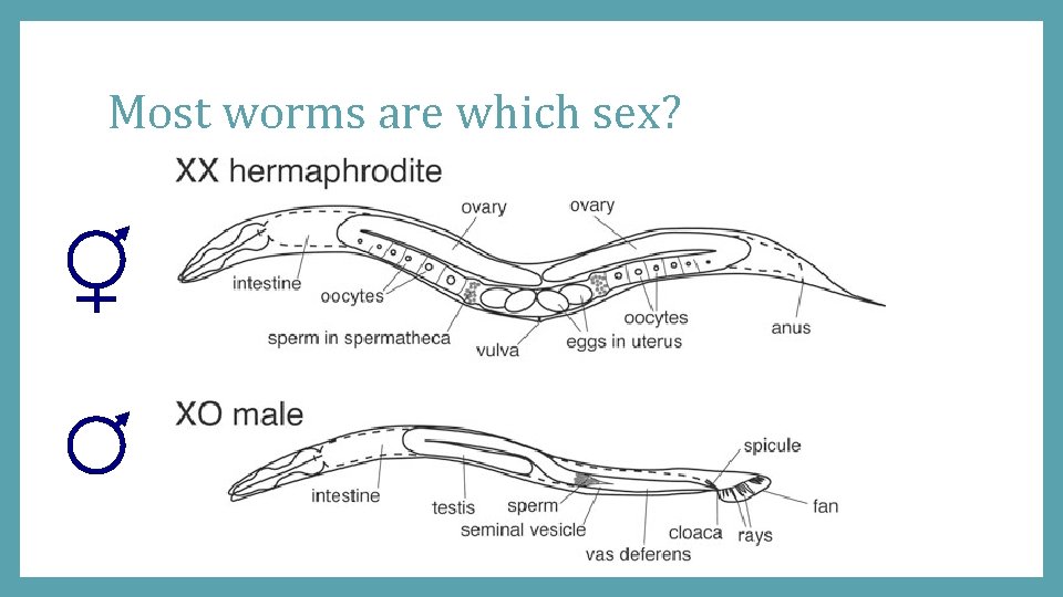 C ELEGANS BEHAVIOR BACKGROUND INFORMATION Anatomy of the