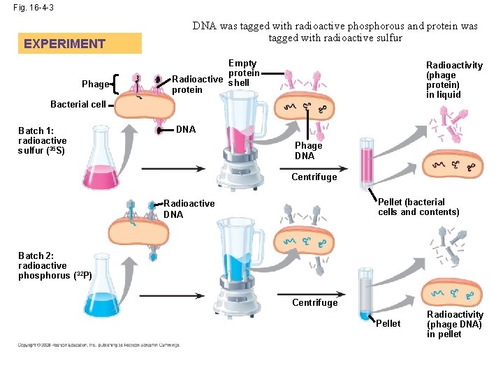 The Molecular Basis of Inheritance Chapter 16 Overview