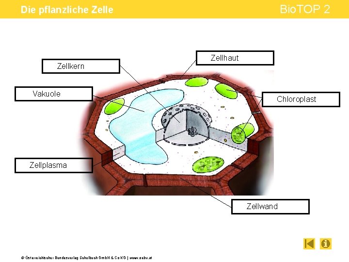 Bio TOP 2 Die pflanzliche Zelle schrittweiser Aufbau