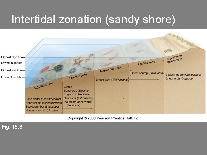CHAPTER 15 Animals of the Benthic Environment Distribution