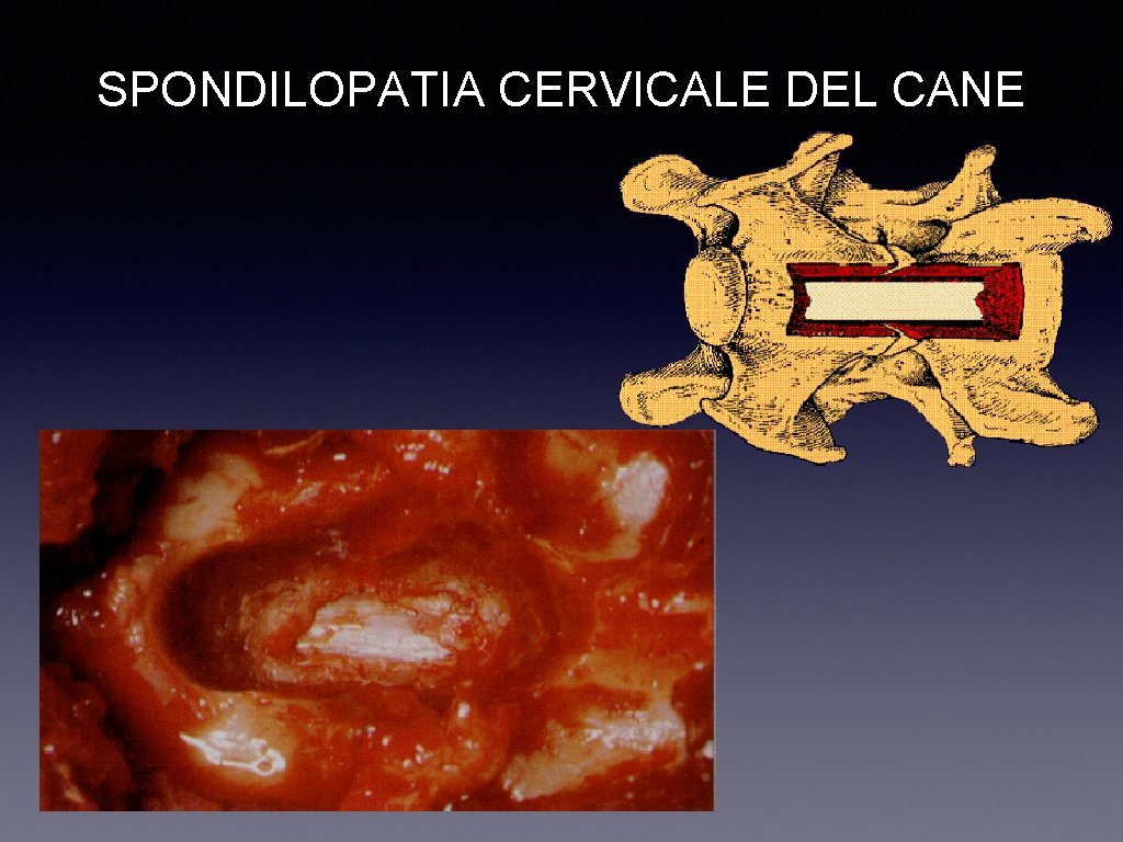 INSTABILITA ATLANTOEPISTROFEA DEL CANE Definizione instabilit ...