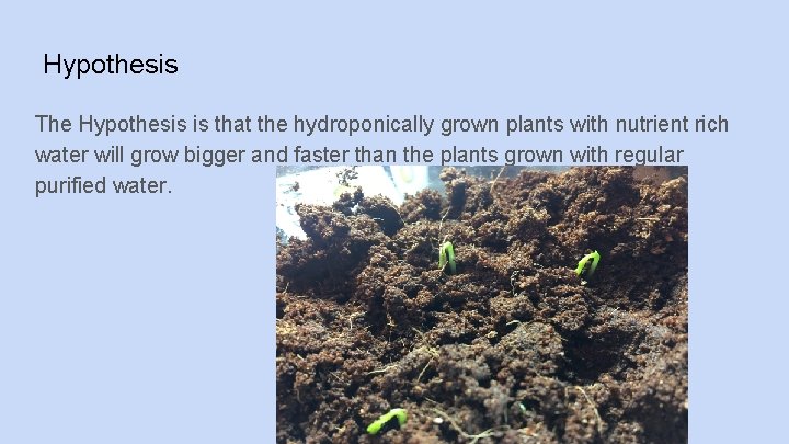 Growing Plants through Hydroponics By Claire French What