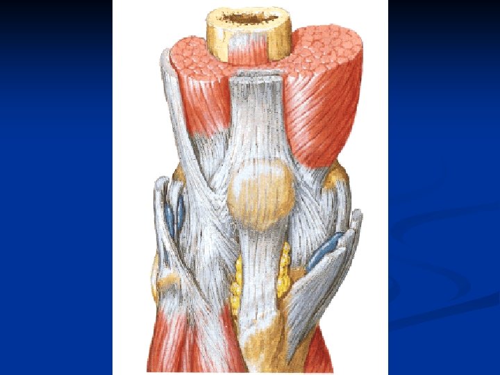 Biomcanique du Genou Professeur Gilbert VERSIER Chirurgie orthopdique
