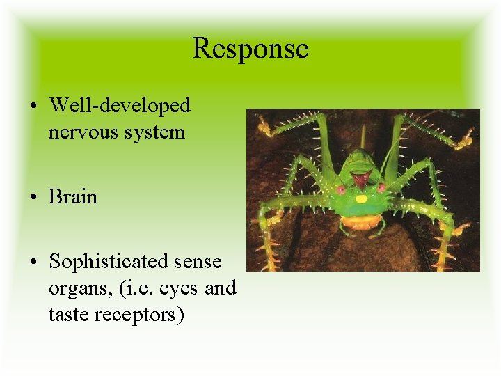 Arthropods and Echinoderms Biology I Chapter 28 ARTHROPODS