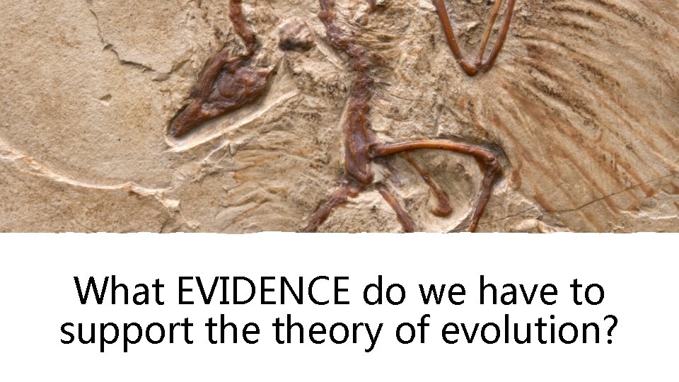 What EVIDENCE do we have to support theory