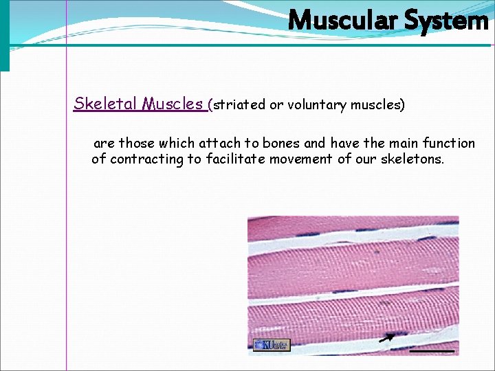 The Muscles Myology By Dr Pardeep Kumar The