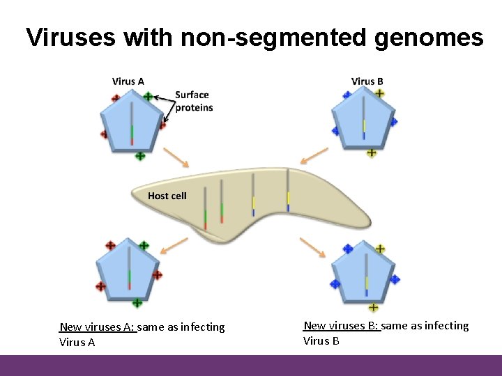 Infectious Diseases Lesson 4 5 Lesson Objectives After