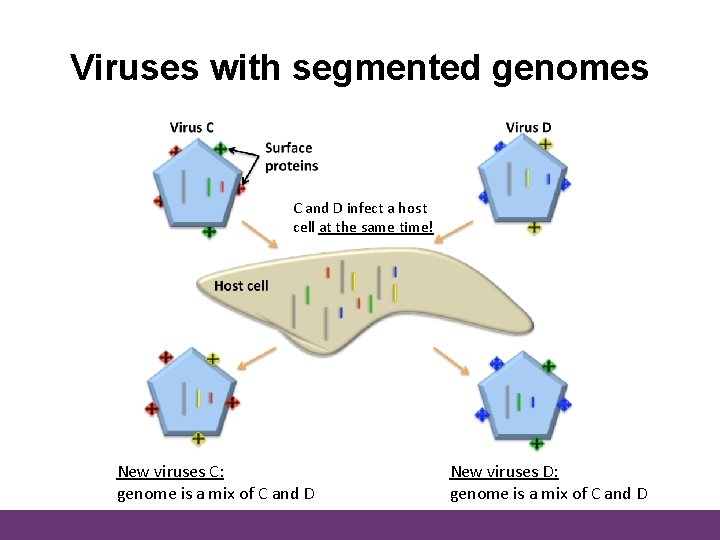 Infectious Diseases Lesson 4 5 Lesson Objectives After