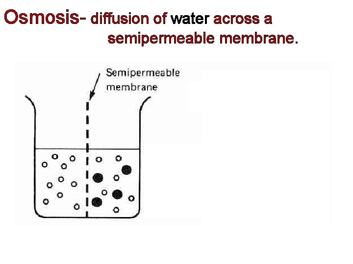 Osmosis diffusion of water across a semipermeable membrane