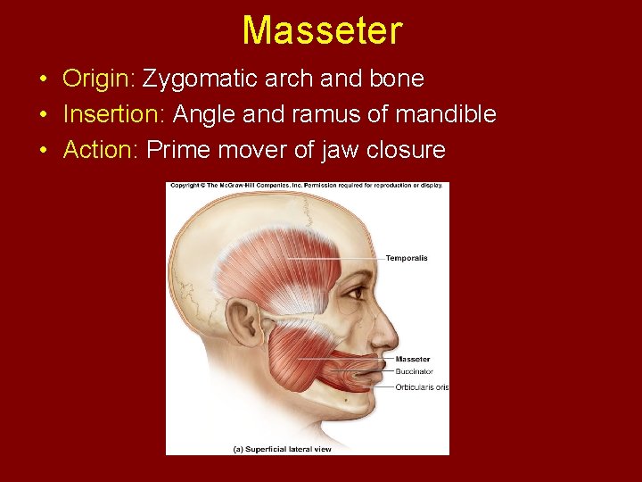 Chapter 11 Axial Muscles of the body Course