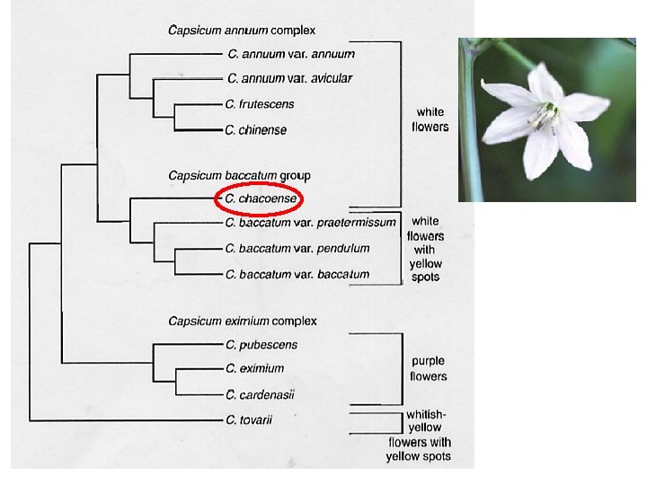 Capsicum Phylogeny and Domestication Brian Walsh Family Subfamily