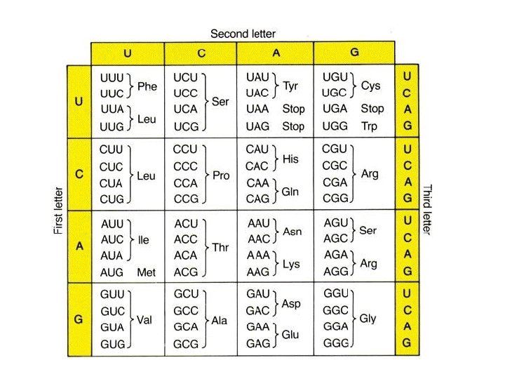 RNA and the Genetic Code RNA Different in