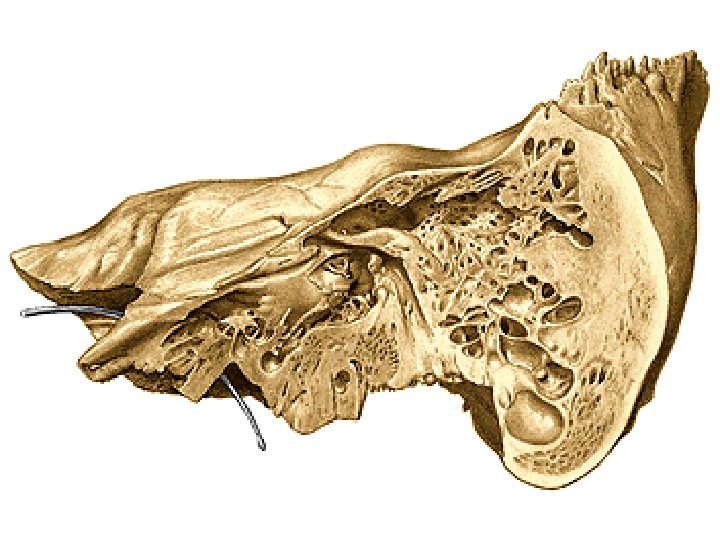 ORGANUM VESTIBULOCOCHLEARE ORGANUM VESTIBULOCOCHLEARE Auris externa ...