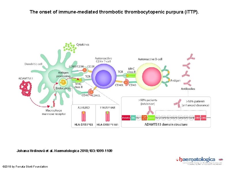 Dissecting the pathophysiology of immune thrombotic thrombocytopenic ...