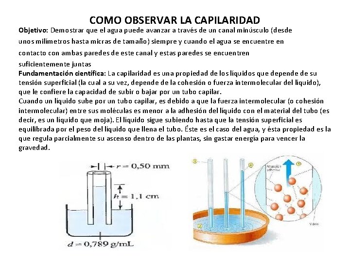 COMO OBSERVAR LA CAPILARIDAD Objetivo Demostrar que el