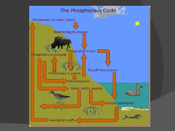 NUTRIENT CYCLES AKA The Water Cycle HYDROLOGICAL CYCLE
