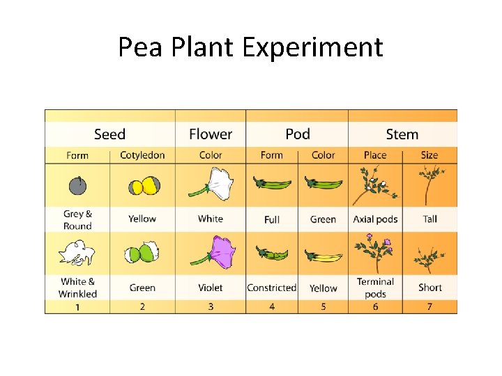 7 D 60 Mendel The First Geneticist Pea