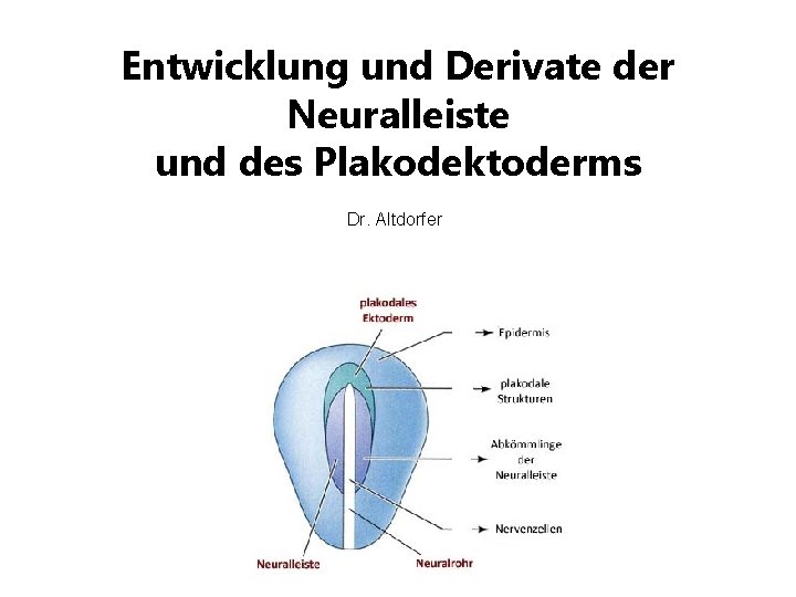 Entwicklung und Derivate der Neuralleiste und des Plakodektoderms