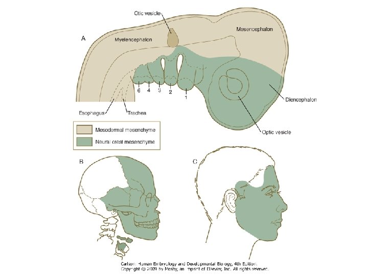 Entwicklung und Derivate der Neuralleiste und des Plakodektoderms