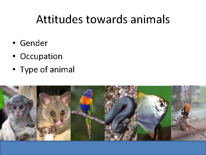 How attitudes towards animals can influence animal welfare
