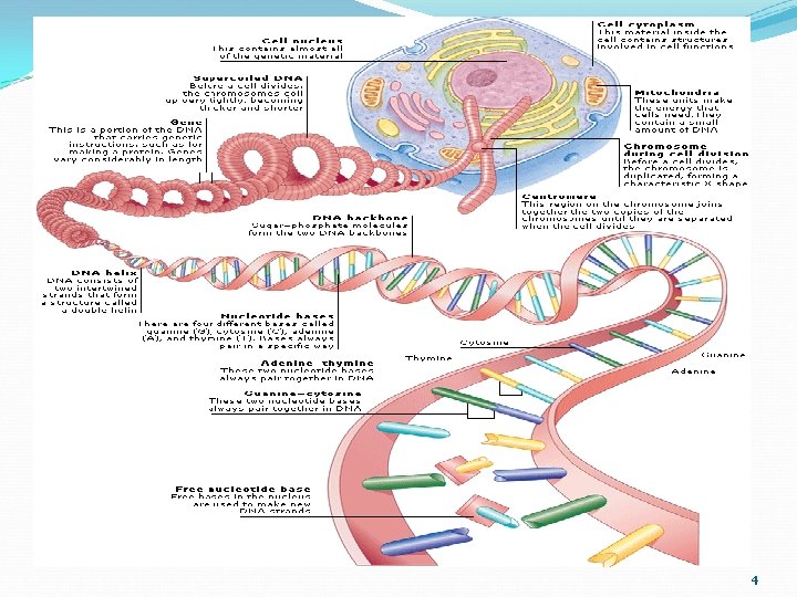 1 DNA by the Numbers Each cell has